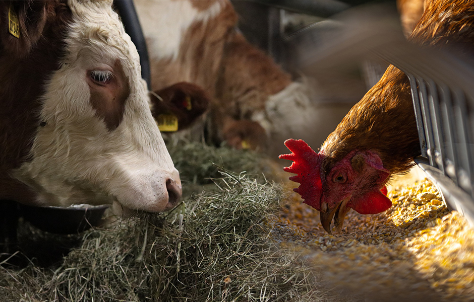 Charla de experta UdeC abordará importancia de analizar alimentos para ...